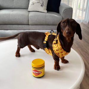 MITEY Merchandise - Tastes Like Australia